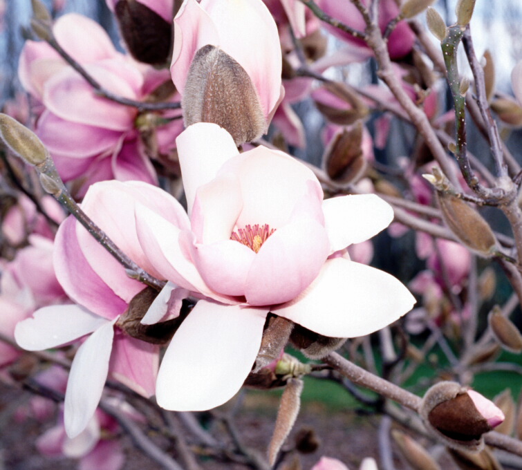 Magnolia Iolanthe | Lincoln University Living Heritage: Tikaka Tuku Iho